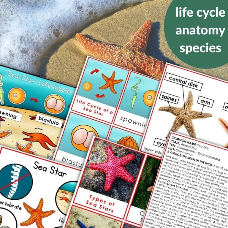 Orca Life Cycle PArts of Orca Activities - Montessori Nature