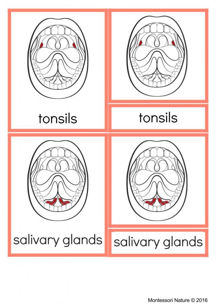 Parts of the Mouth: 3 Part Cards Blackline Master - Montessori Nature
