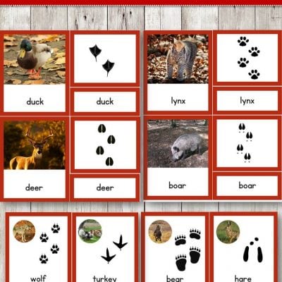 Animal Tracks Montessori Three Part Cards Autumn Themed