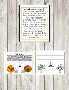 I Spy Summer Counting Activity Montessori Nature