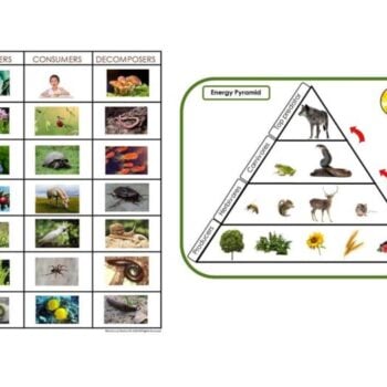 Food Chains and Food Webs of Biomes | Nature Curriculum in Cards