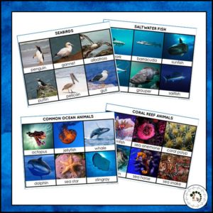 Ocean Biome Activities Animals Plants Types Layers of Ocean Facts ...