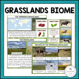The Grassland Animals Plants Facts Biome Pack - Montessori Nature