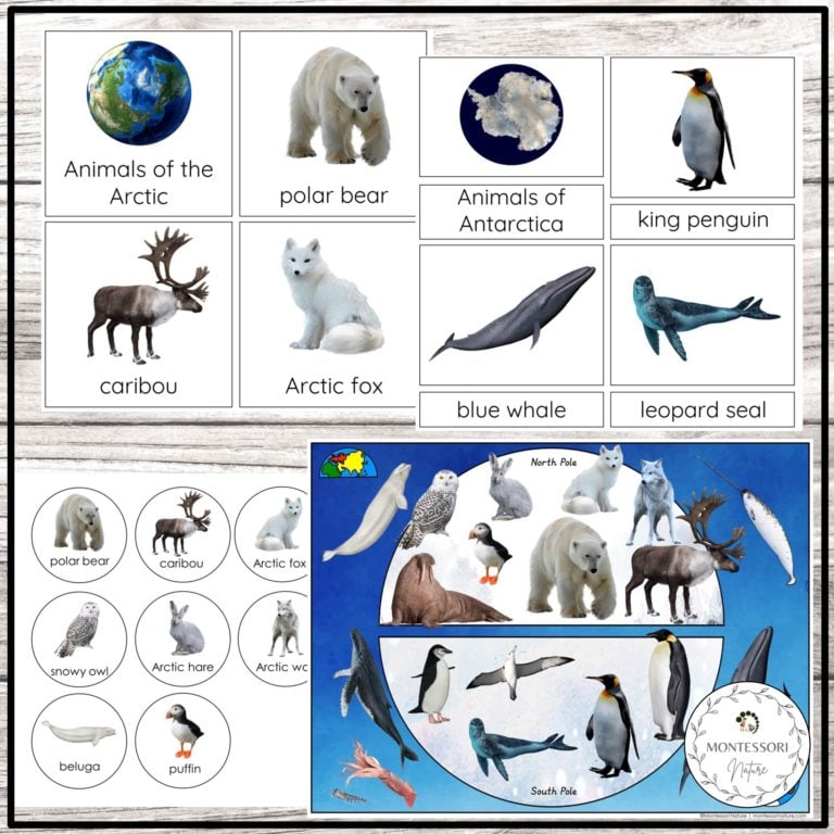 Animals of the Arctic and Antarctica 3-Part Cards Chart - Montessori Nature