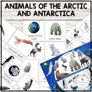 Animals of the Arctic and Antarctica 3-Part Cards Chart - Montessori Nature