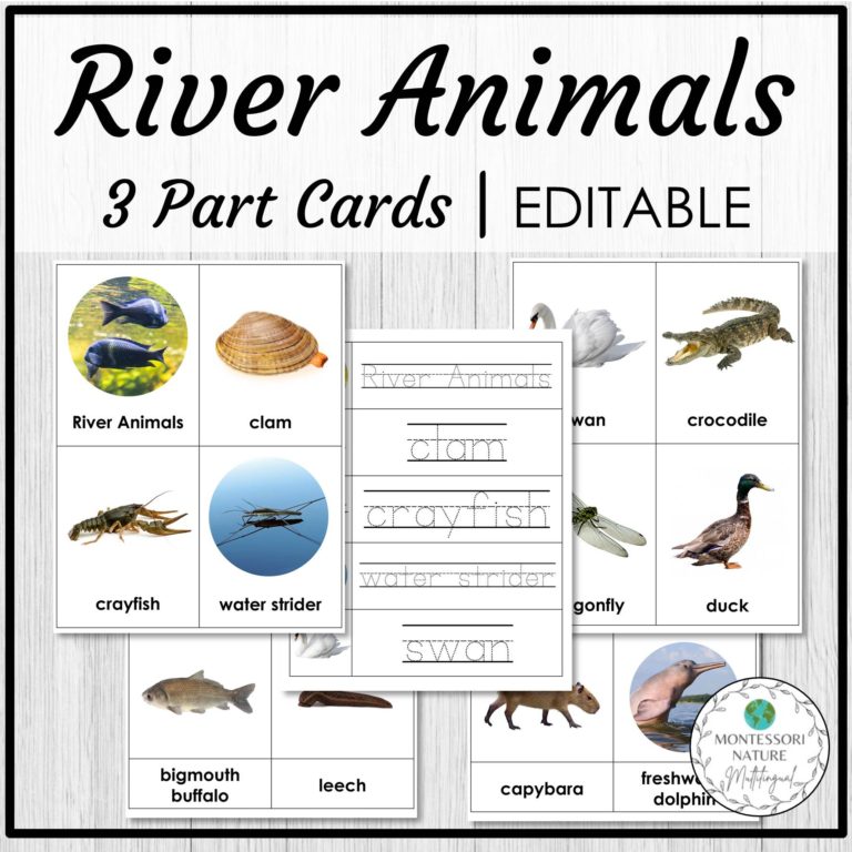 River Animals Vocabulary 3 Part Cards - Montessori Nature