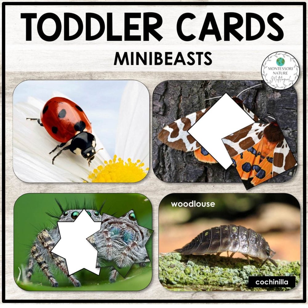 Bugs Insects and Minibeasts Toddler Picture Cards - Montessori Nature