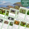 45 Animals Of Africa: 3 Part Cards & Facts - Montessori Nature