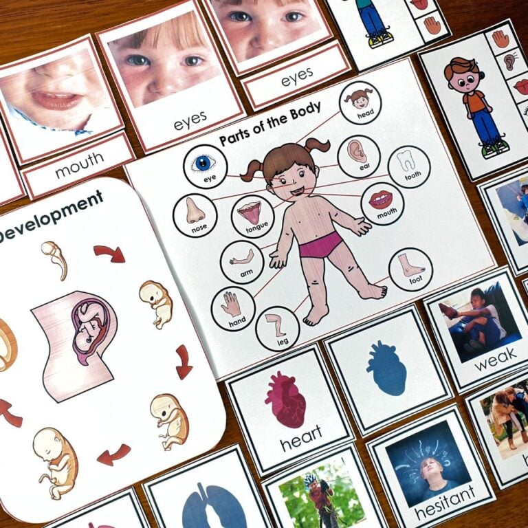Our Amazing Human Body Activity Pack & Parts of the Body 3 Part Cards ...