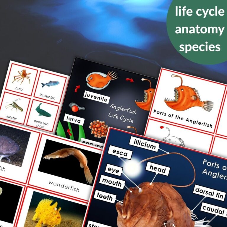Beaver life Cycle and Parts of a Beaver learning Hands-on Printables ...