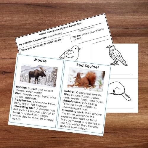 Animal Behavior: Adaptation - Montessori Nature