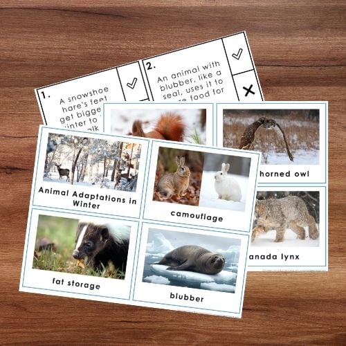 Animal Behavior: Adaptation - Montessori Nature