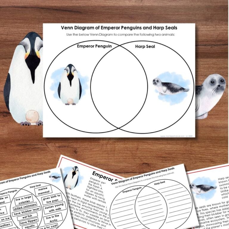 Harp Seal Life Cycle and Parts of a Harp Seal Activities - Montessori ...