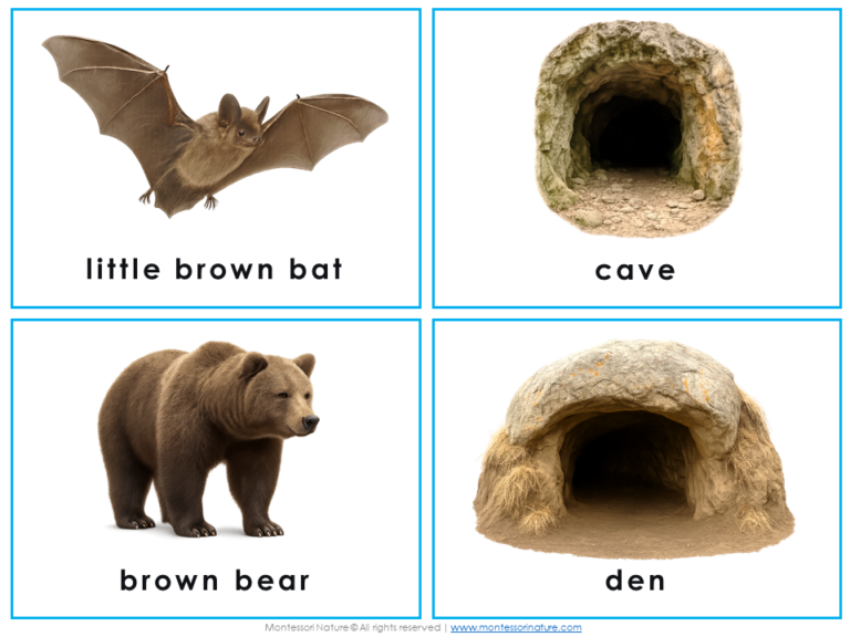 Animal Winter Behavior: Hibernation - Montessori Nature