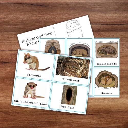 Animal Winter Behavior: Hibernation - Montessori Nature