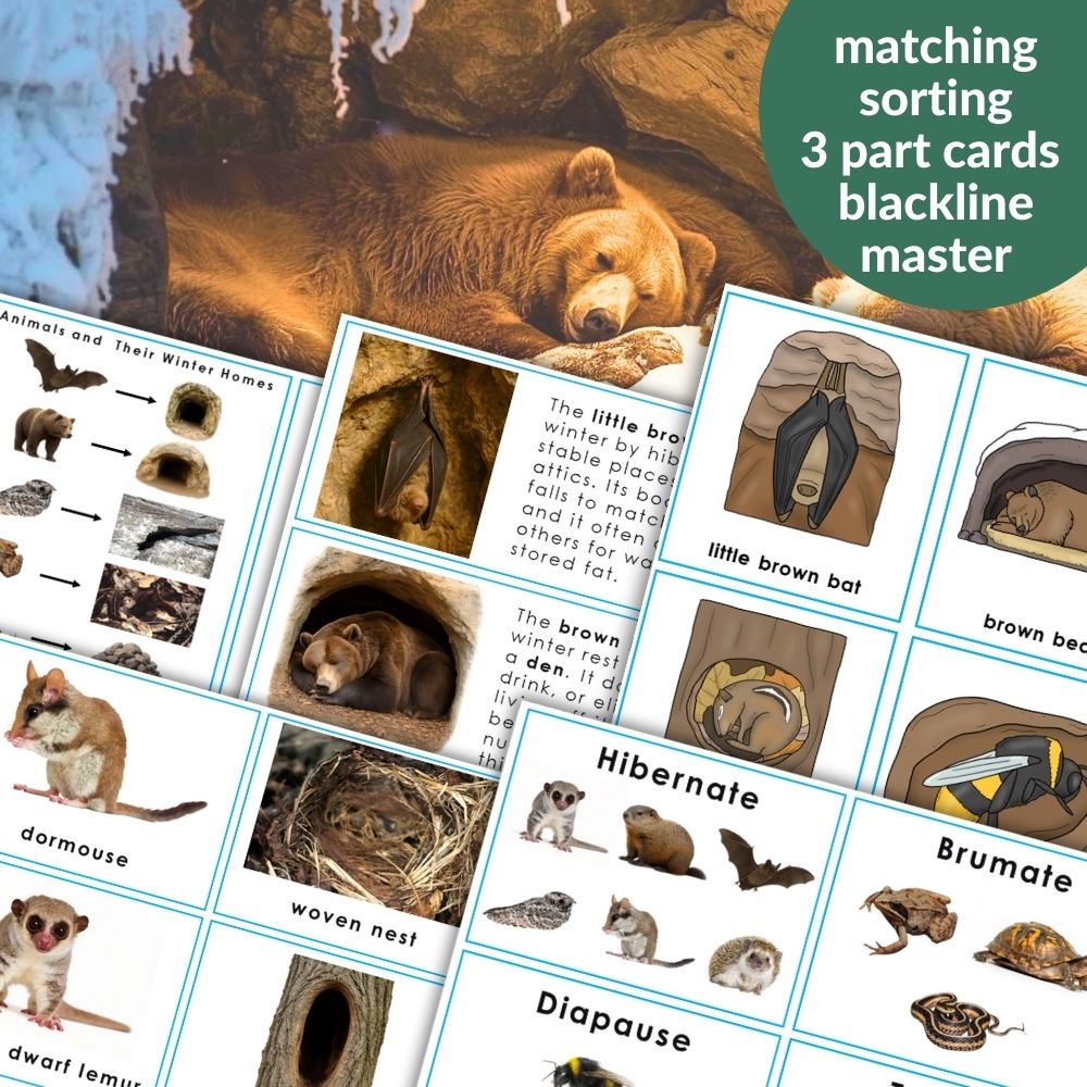 Animal Winter Behavior: Hibernation - Montessori Nature