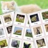 Animal Vocabulary Cards for Preschool - Montessori Nature