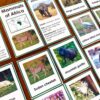 Animals of the Seven Continents Bundle: 3 Part Cards & Facts ...