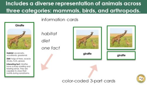 45 Animals Of Africa: 3 Part Cards & Facts - Montessori Nature