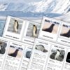 Animals of the Arctic and Antarctica 3-Part Cards Chart - Montessori Nature