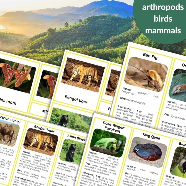 45 Animals Of Africa: 3 Part Cards & Facts - Montessori Nature