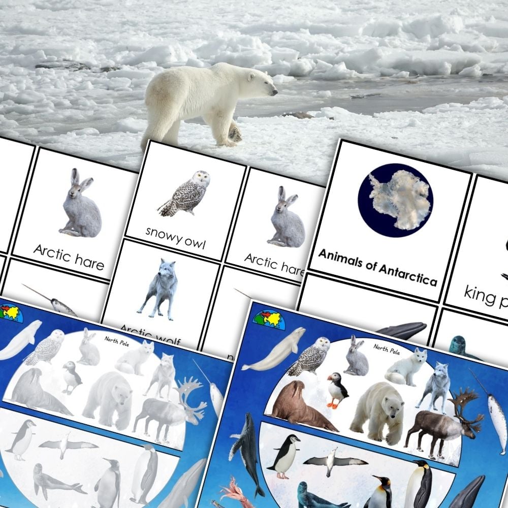 Animals of the Arctic and Antarctica 3-Part Cards Chart - Montessori Nature