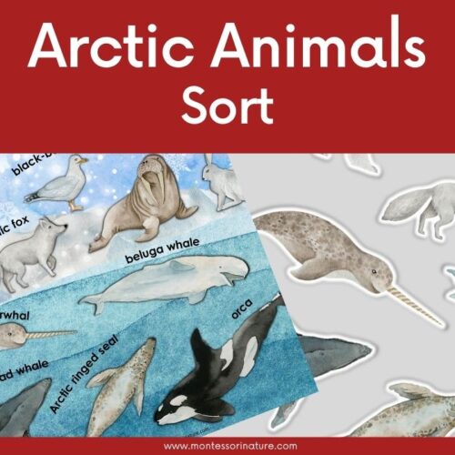 Free Printable - Arctic Animals - Montessori Nature