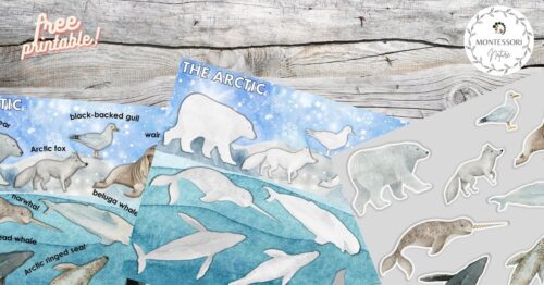 Free Printable - Arctic Animals - Montessori Nature