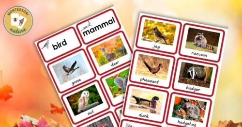 Free Printable - 10 Types of Mammals and 10 Types of Birds - Montessori ...