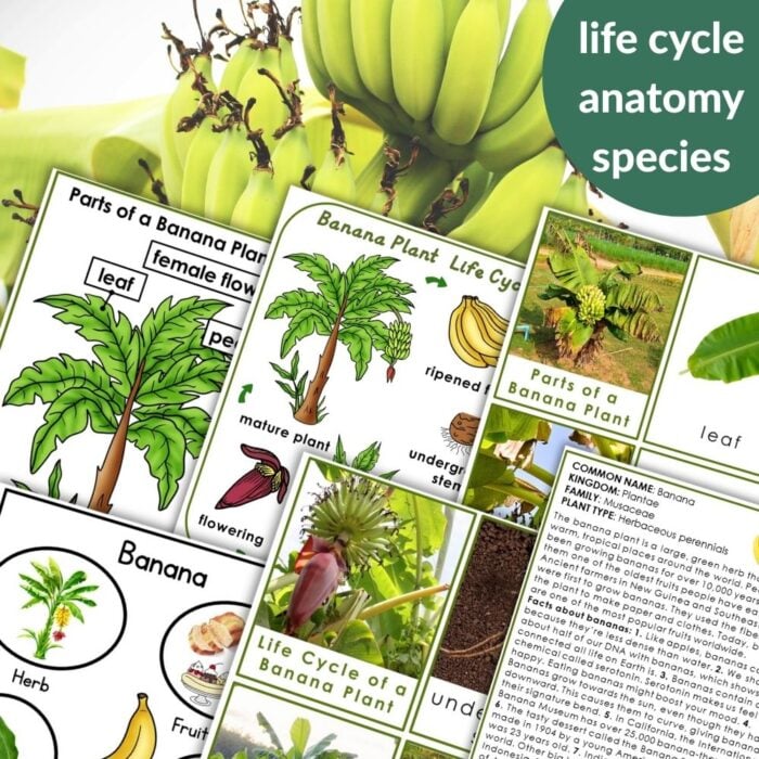 Parts of a Banana Plant Life Cycle Activities - Montessori Nature