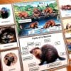 Beaver life Cycle and Parts of a Beaver learning Hands-on Printables ...