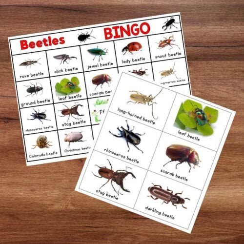 Beetles Bug Bingo - Montessori Nature
