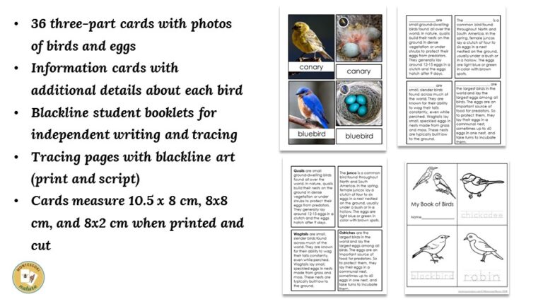 Birds And Their Eggs: 3 Part Cards Facts Blackline Master - Montessori ...