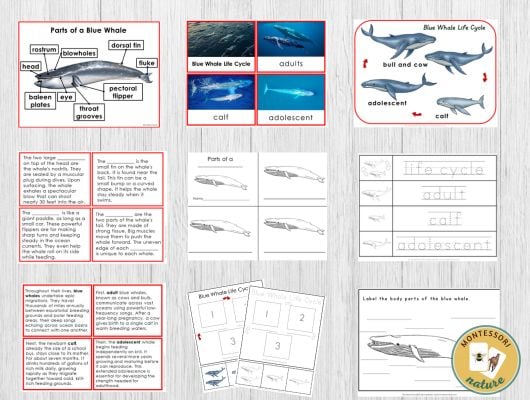 Parts of a Blue Whale Life Cycle Activities - Montessori Nature