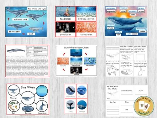 Parts of a Blue Whale Life Cycle Activities - Montessori Nature
