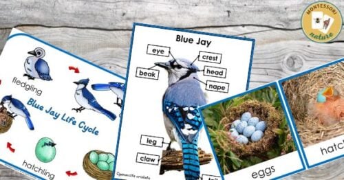 Blue Jay Life Cycle And Parts Of A Blue Jay Printable - Montessori Nature