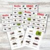 Beetles Bug Bingo - Montessori Nature