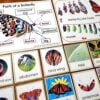 Parts of a Butterfly Life Cycle Types: 3 Part Cards Facts Blackline ...