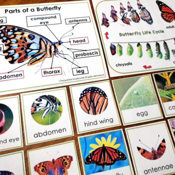 Parts of a Butterfly Life Cycle Types: 3 Part Cards Facts Blackline ...