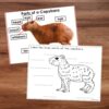 Parts of a Capybara Life Cycle Activities - Montessori Nature
