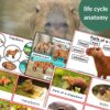 Capybara Learning Activities and Printables - Montessori Nature