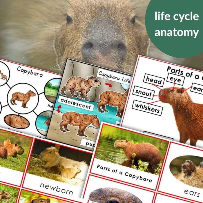 Sea Otter Life Cycle Parts Of A Sea Otter Activities - Montessori Nature