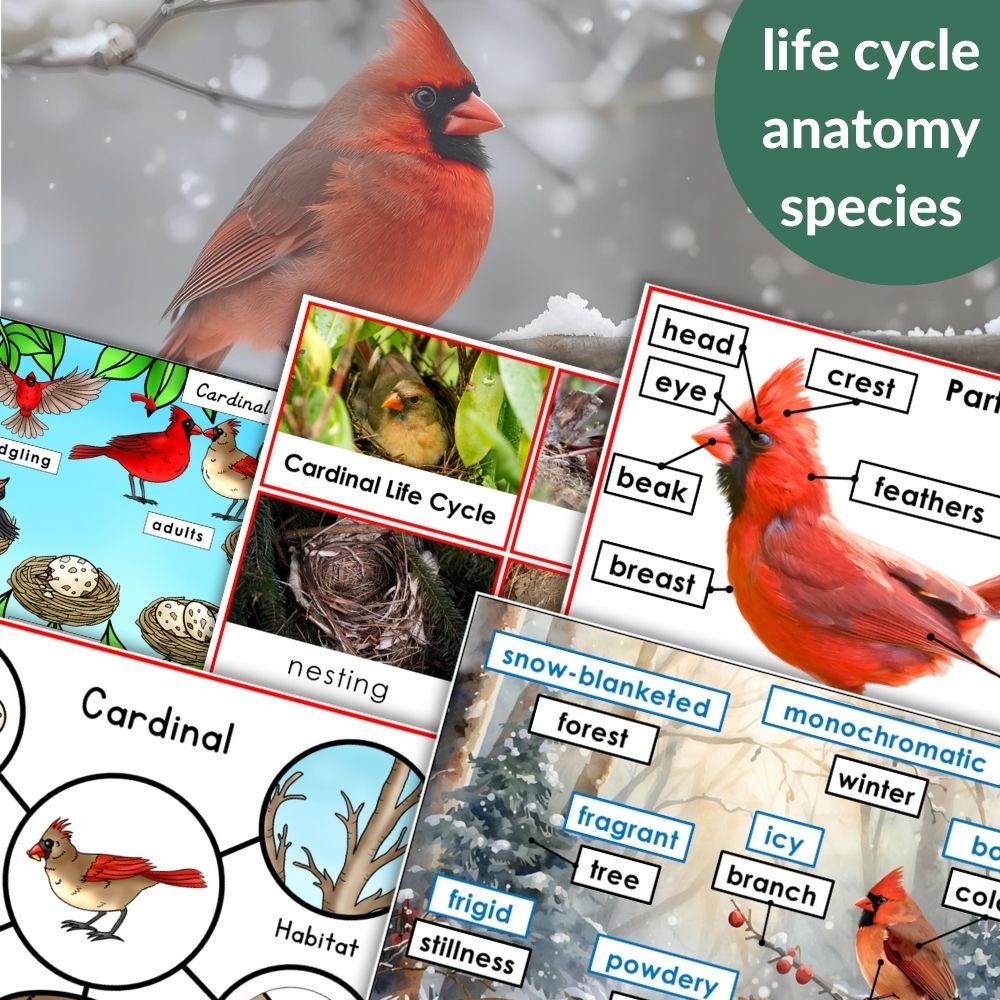 Parts of a Cardinal Life Cycle Activities - Montessori Nature