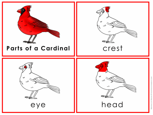 Parts of a Cardinal Life Cycle Activities - Montessori Nature