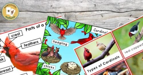 Owl Life Cycles Anatomy and Types Hands-on Activities - Montessori Nature