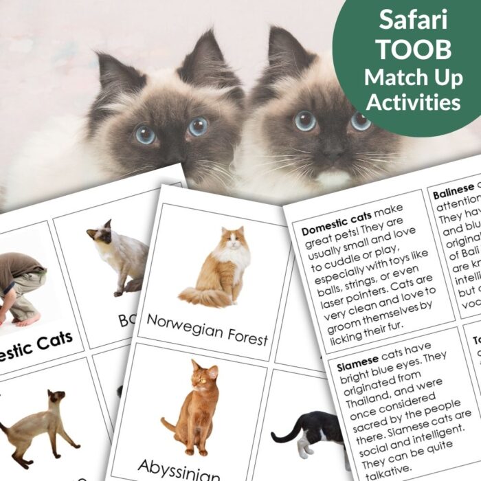 Cat Breeds: Safari TOOB Compatible 3 Part Cards Facts