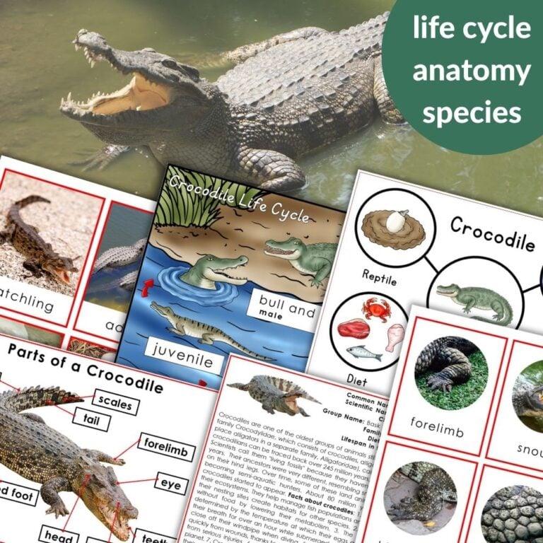 Crocodile Life Cycle and Parts of a Crocodile Activities - Montessori ...