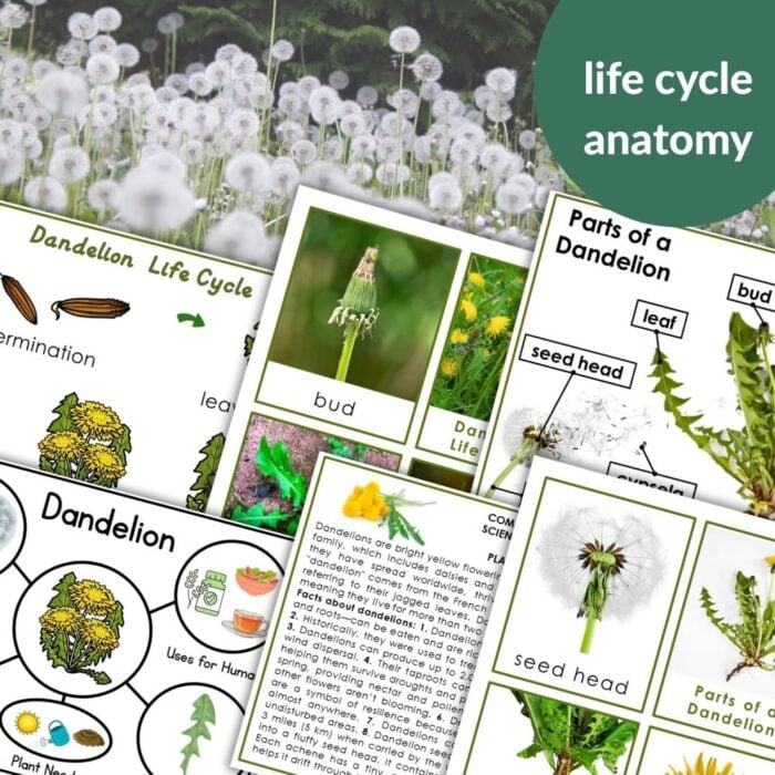 Parts of a Dandelion Life Cycle Activities - Montessori Nature