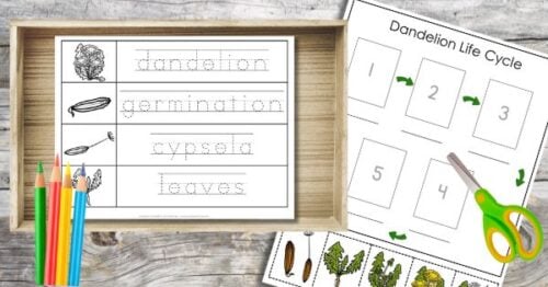 Owl Life Cycles Anatomy and Types Hands-on Activities - Montessori Nature