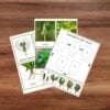 Parts of a Dandelion Life Cycle Activities - Montessori Nature